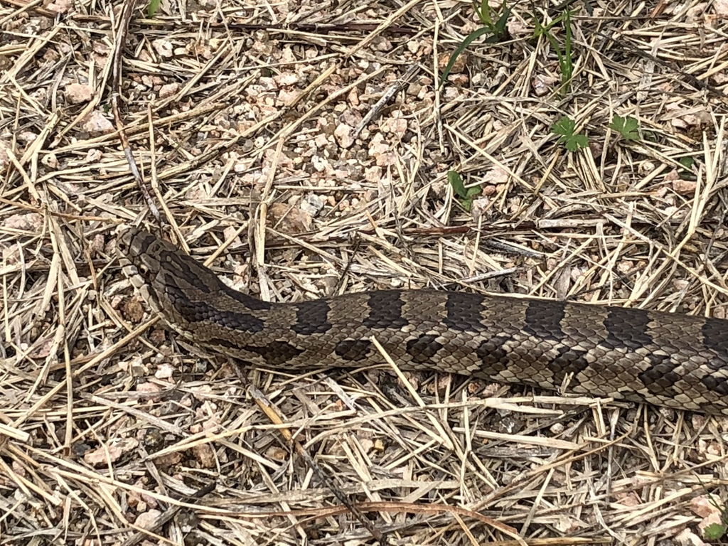 Prairie Kingsnake from 31950 Hebert Rd, Waller, TX, US on February 19 ...
