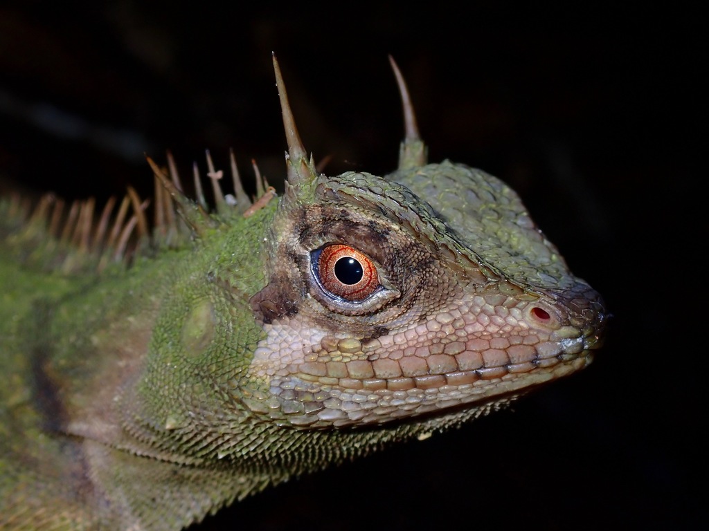 Armored Pricklenape from Tanjung Bungah, Penang, Malaysia on June 18 ...