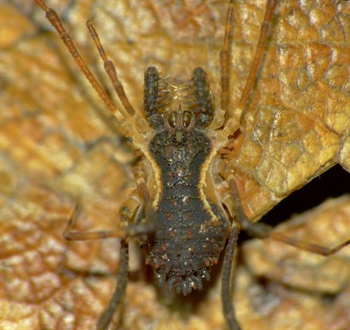 Algidia marplesi · NaturaLista Colombia