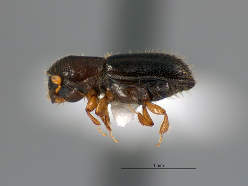 Genus Xyleborinus · iNaturalist