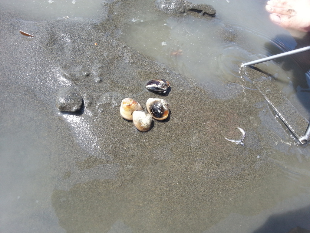 Japanese Hard Clam from 台灣王功漁港 on July 27, 2015 at 10:09 AM by 蔡瑋哲 ...