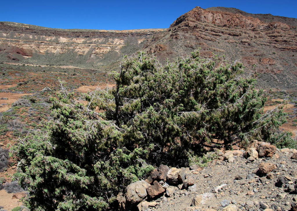 Canary Islands juniper in June 2021 by Michael 2020. very rare in ...
