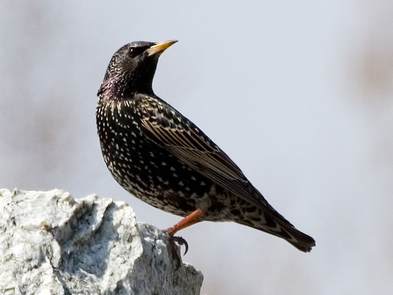 Starlings (Birds of Vancouver Guide ) · iNaturalist