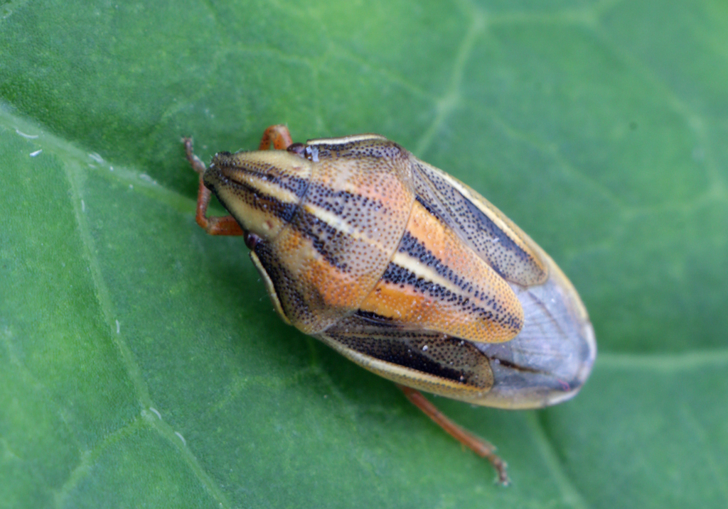 Gestreifter Spitzling (Madeira True Bugs) · iNaturalist
