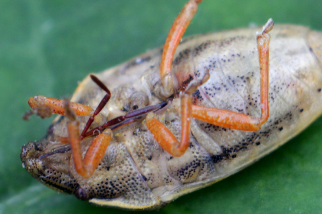 Gestreifter Spitzling (Madeira True Bugs) · iNaturalist