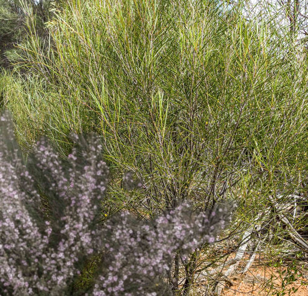 Burkitt's Wattle from Victoria Rock WA 6429, Australia on August 26 ...