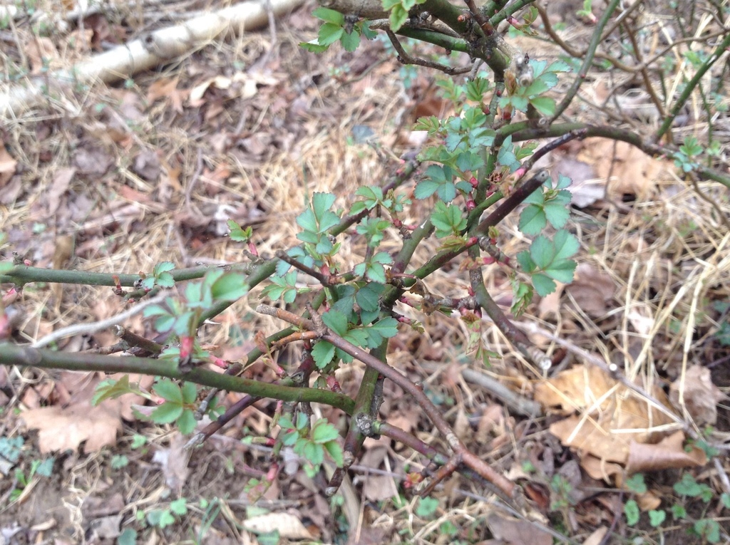 multiflora rose from 8940 Jones Mill Rd, Chevy Chase, MD, US on ...