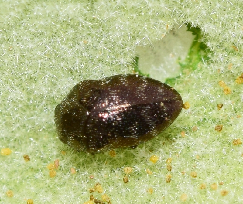 Trachys pumilus (Illiger, 1803)