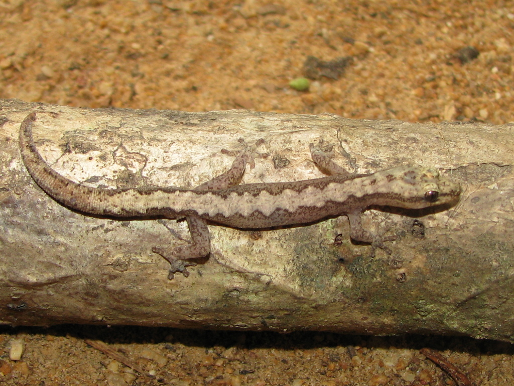 Amalosia Velvet Geckos in October 2012 by Richard D Reams · iNaturalist