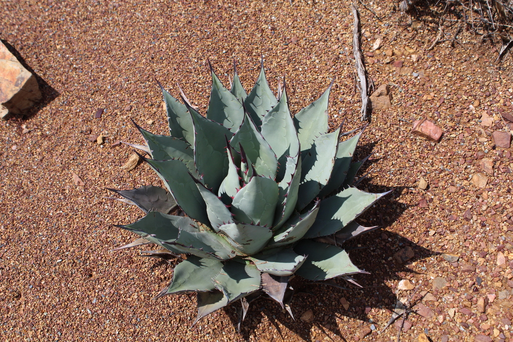Cream Spike Agave from Guanajuato, Gto., México on September 02, 2020 ...