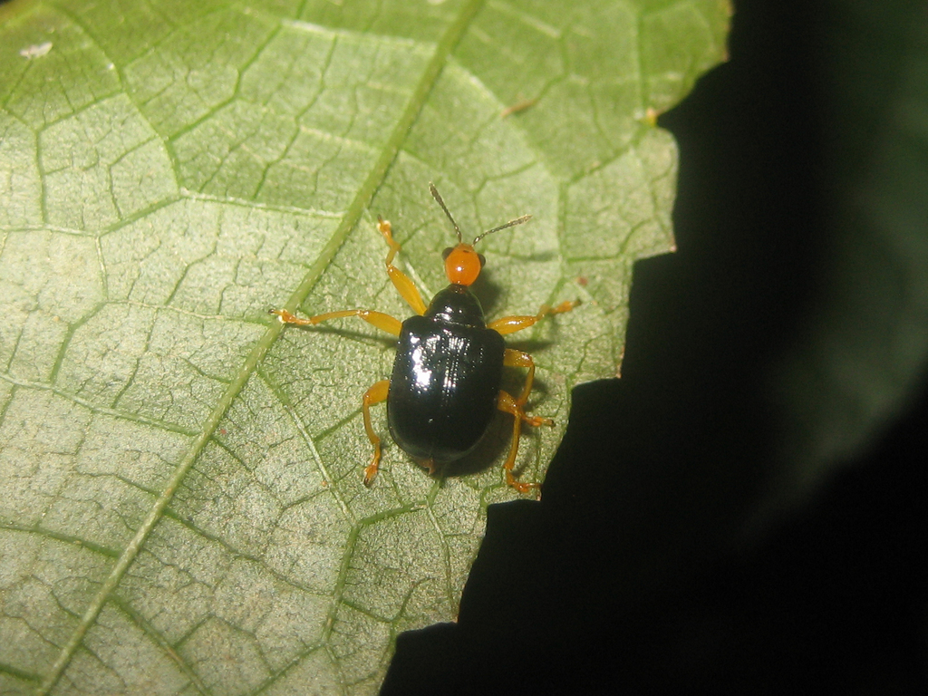 Tomapoderus cyclops from Dujiangyan City, Chengdu, Sichuan, China on ...