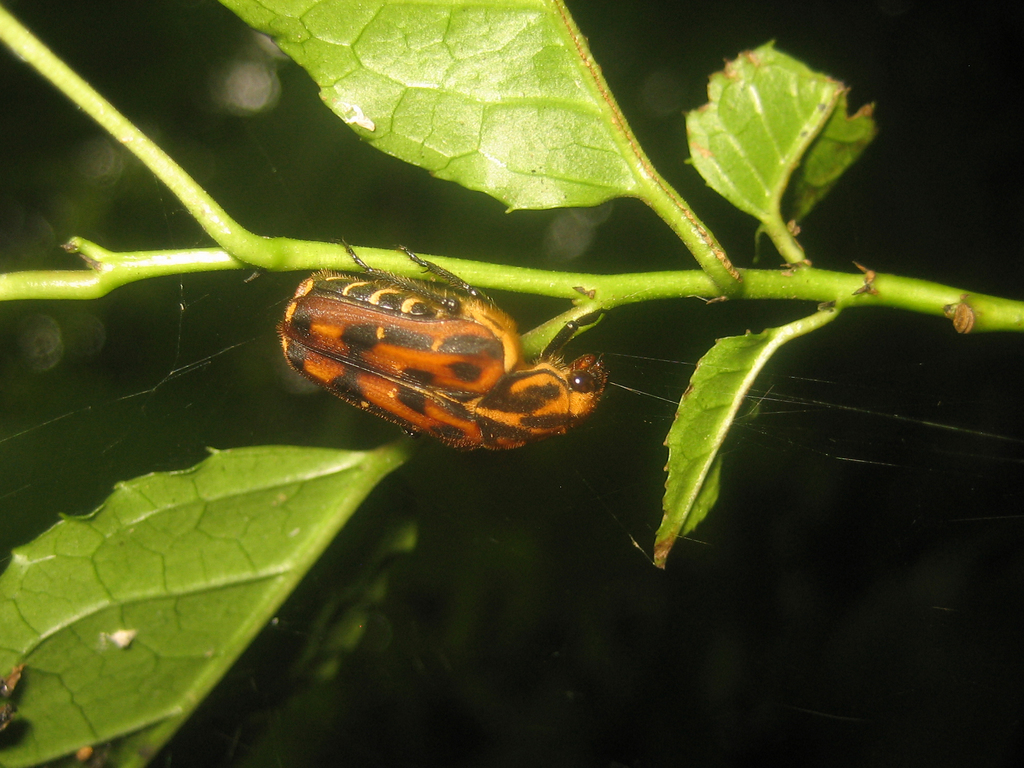 Euselates moupinensis from Dujiangyan City, Chengdu, Sichuan, China on ...