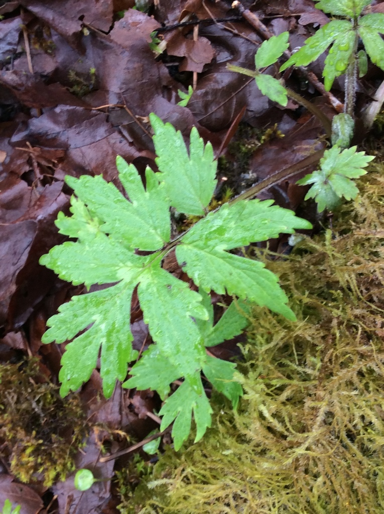 Pacific Waterleaf (Carkeek Park, NW Seattle) · iNaturalist
