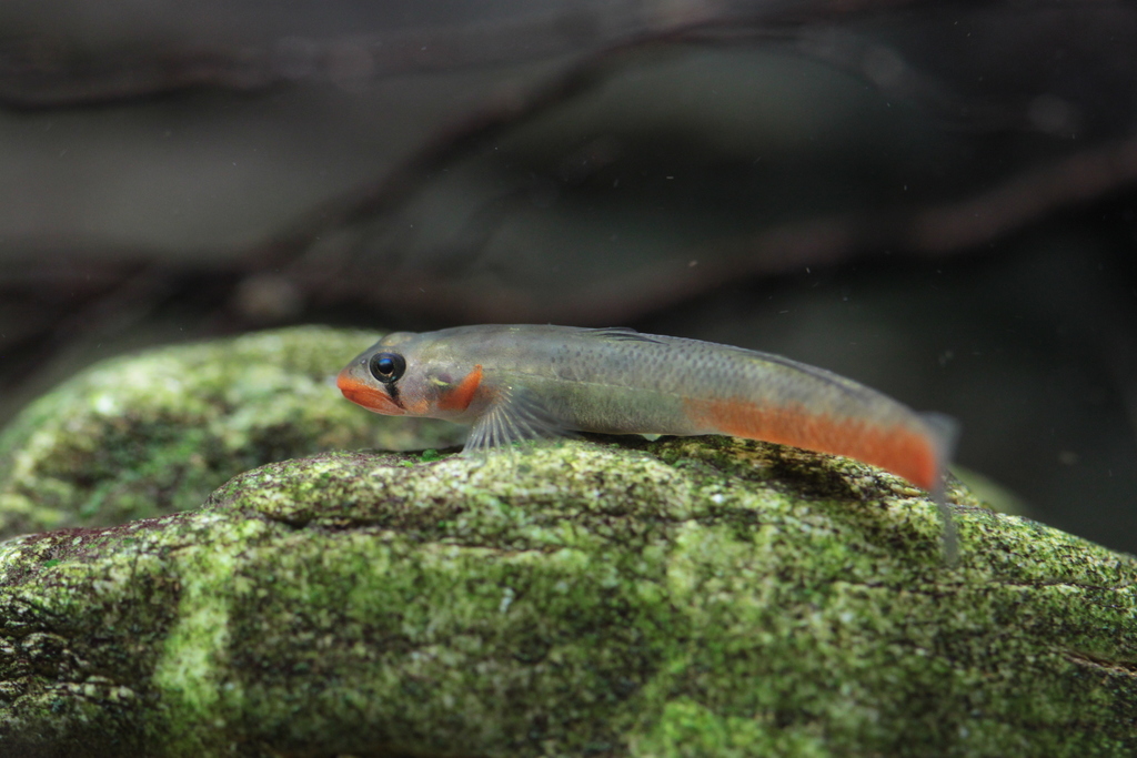 (Sicyopus rubicundus) - Marine Life Identification