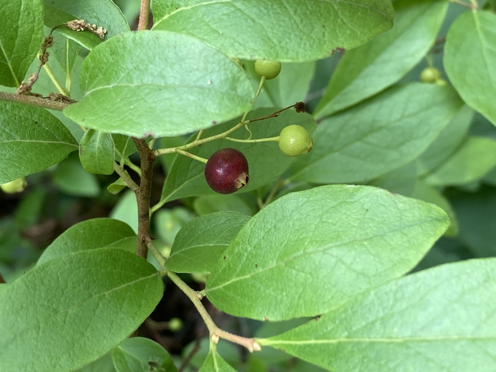 huckleberries from Medical Terr, Cheverly, MD, US on June 21, 2021 at ...