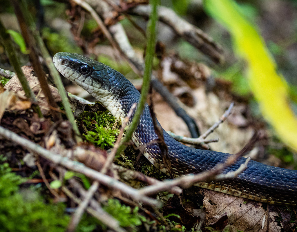 Gray Ratsnake in June 2021 by Erik Danielsen · iNaturalist