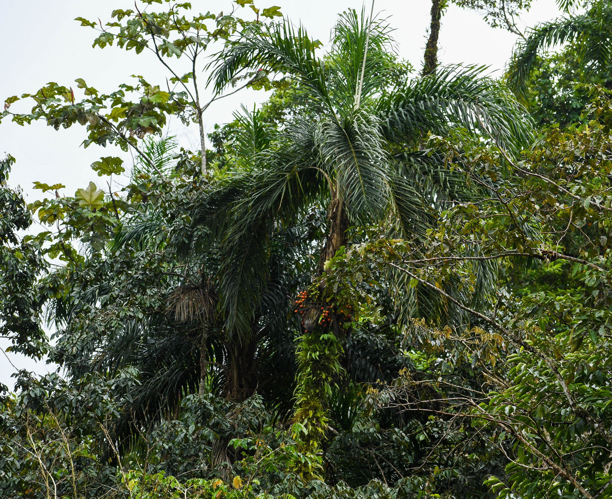 Bactris gasipaes Kunth