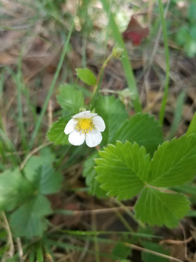 woodland strawberry from UCSC, Santa Cruz County, CA, US on February 27 ...
