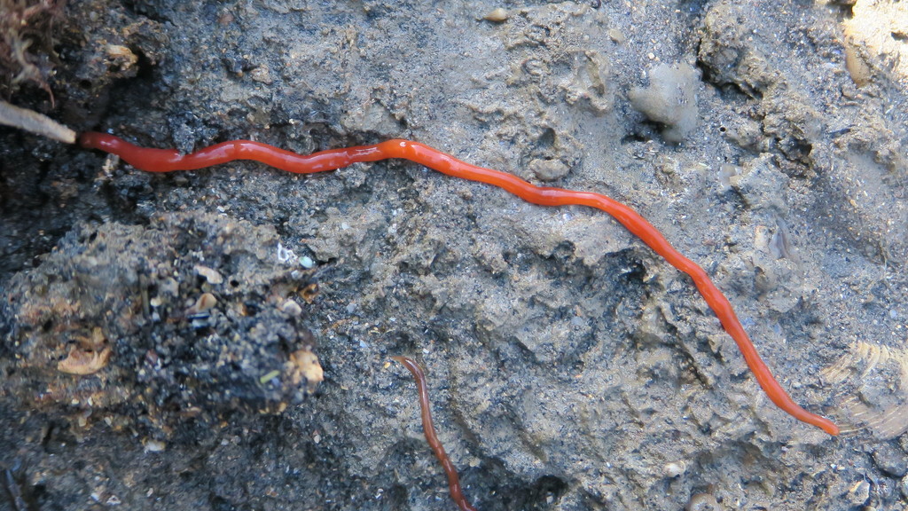 Ribbon Worms from New Plymouth 4310, New Zealand on February 28, 2018 ...