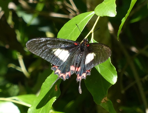 Subspecies Mimoides lysithous rurik · iNaturalist