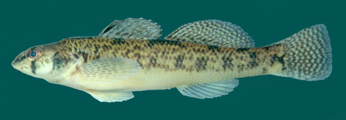 Tessellated darter (Common Fish Species of Richmond National ...