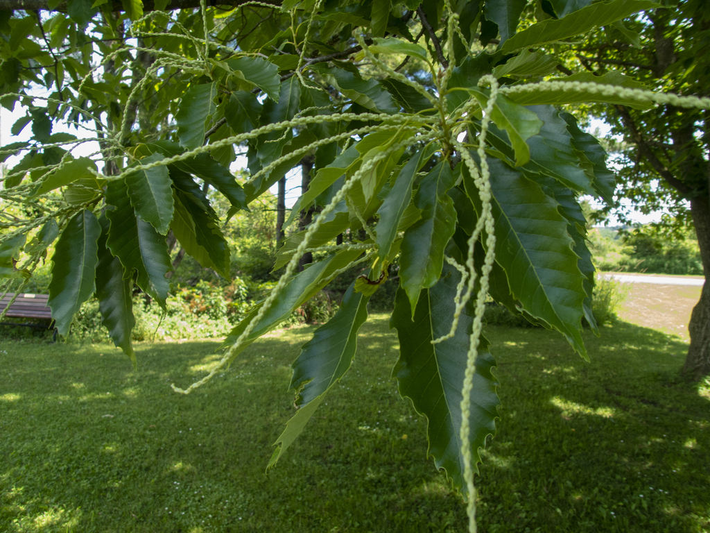 Hybrid Chestnut (Castanea dentata × mollissima) - Botanical Realm