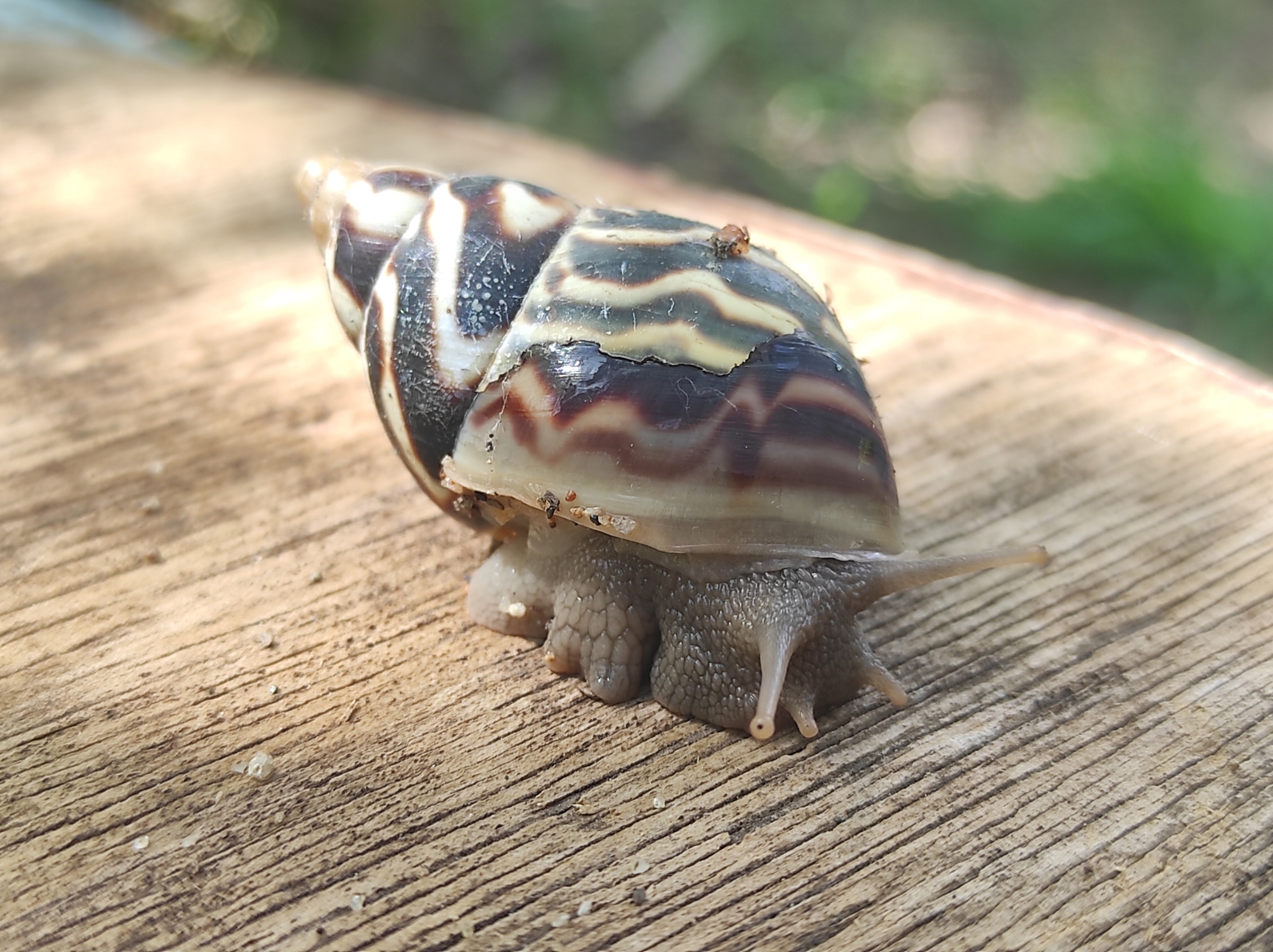 Orthalicus princeps (Broderip, 1833)