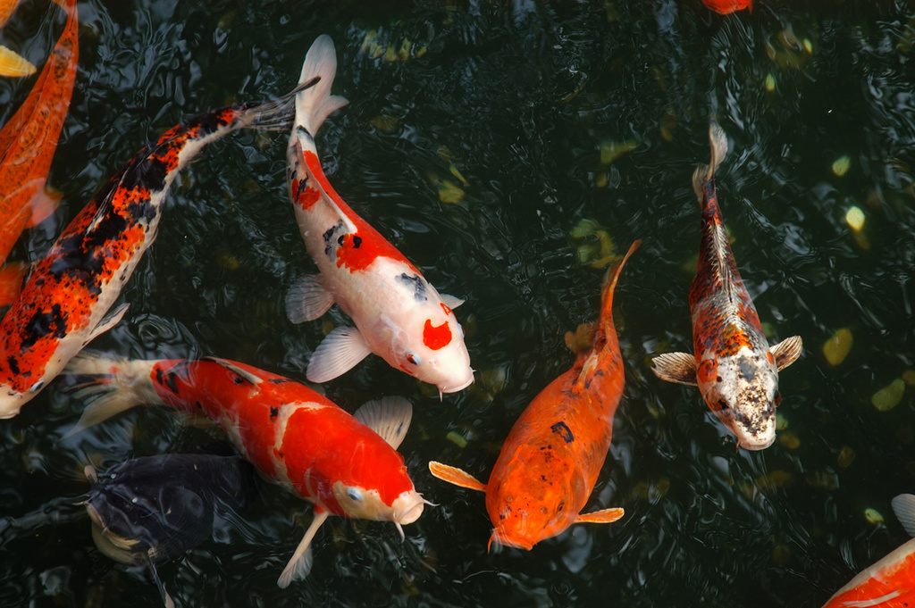 Amur Carp (Cyprinus rubrofuscus) - Marine Life Identification