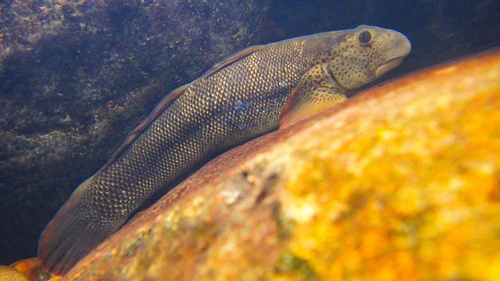 Cocos River Goby (Sicydium cocoense) - Marine Life Identification