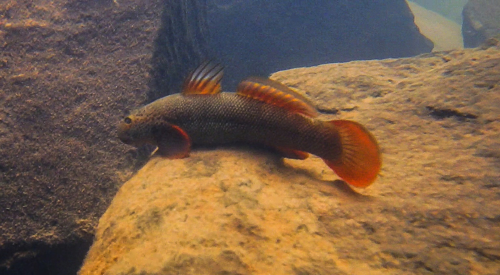 Cocos River Goby (Sicydium cocoense) - Marine Life Identification