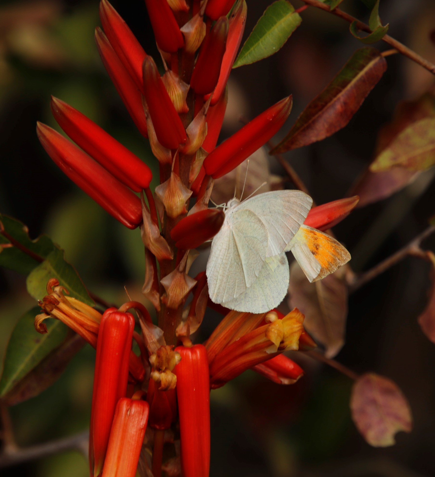 Teracolus subfasciatus Swainson, 1833
