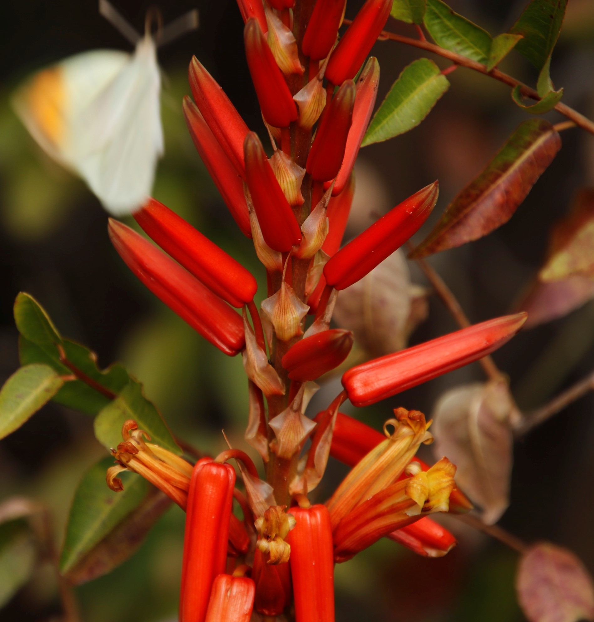Teracolus subfasciatus Swainson, 1833