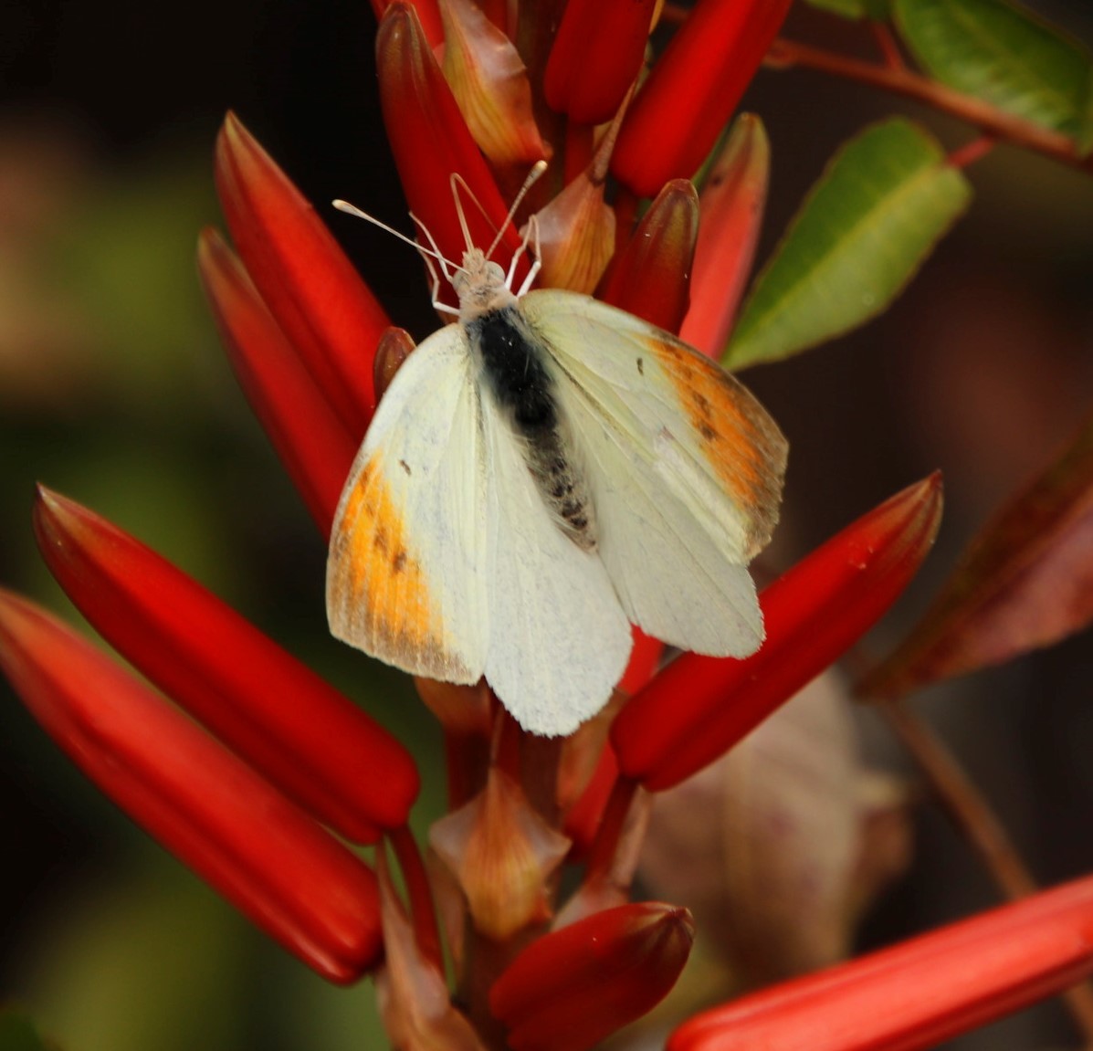 Teracolus subfasciatus Swainson, 1833