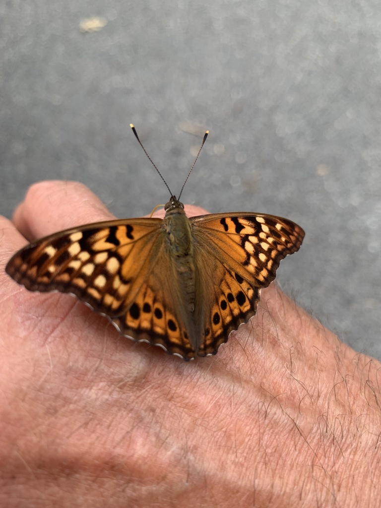 Tawny Emperor from PA-147, Herndon, PA, US on June 21, 2021 at 03:51 PM ...