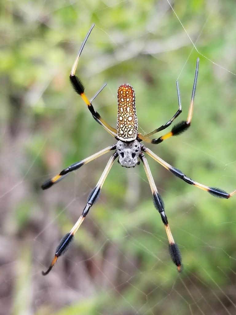 Golden Silk Spider from North Andros, BS on June 21, 2021 at 10:00 AM ...