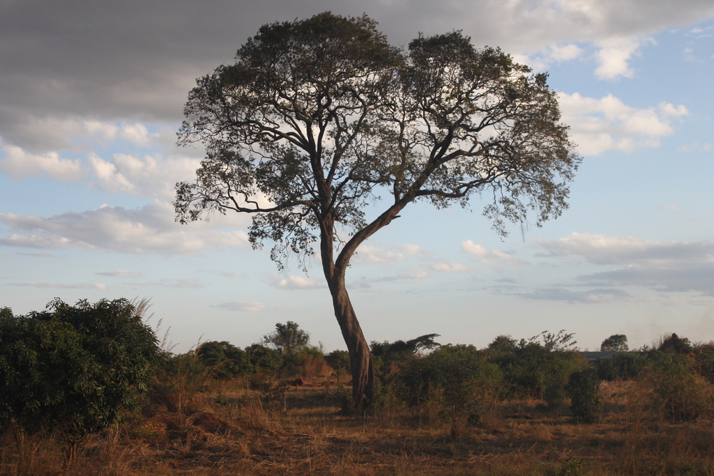 ana tree from Northrise, Ndola, Zambia on May 14, 2010 at 10:02 PM by ...
