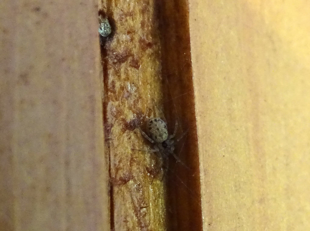 Wall Spider from Κάτω Μέλπεια 240 08, Ελλάδα on June 17, 2021 at 06:55 ...