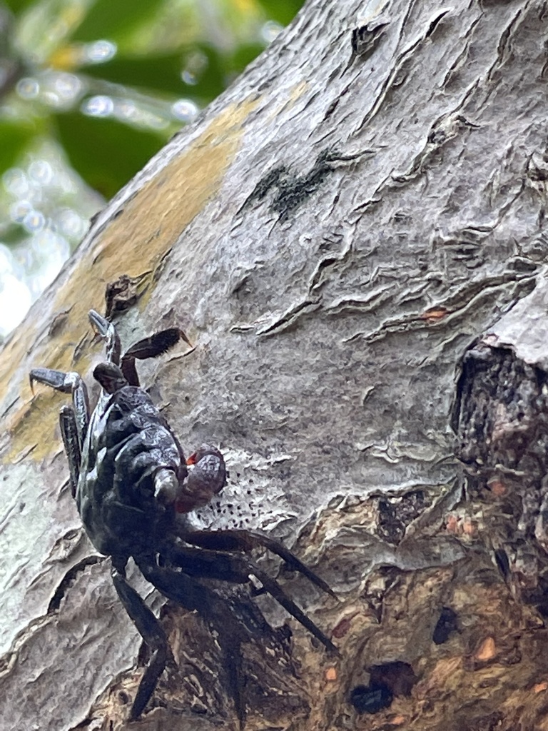 Mangrove Tree Crab from Weedon Island Preserve, Saint Petersburg, FL ...