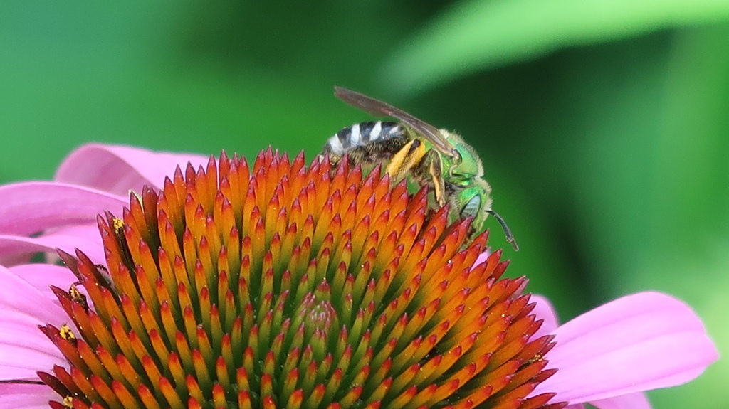 Bicolored Striped Sweat Bee from St. Catharines, ON, Canada on June 21 ...