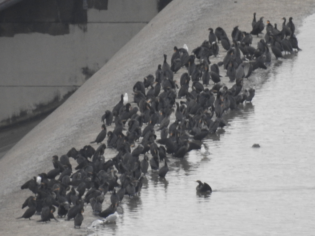 Double-crested Cormorant from Fort Worth, TX, USA on February 27, 2018 ...