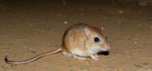 Bushy-tailed Hairy-footed Gerbil (Gerbillurus vallinus) · iNaturalist