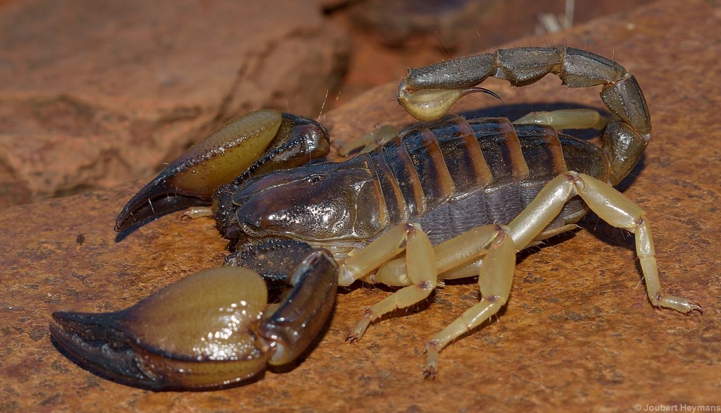 Robust Burrowing Scorpion from Bo-Karoo, South Africa on February 16 ...