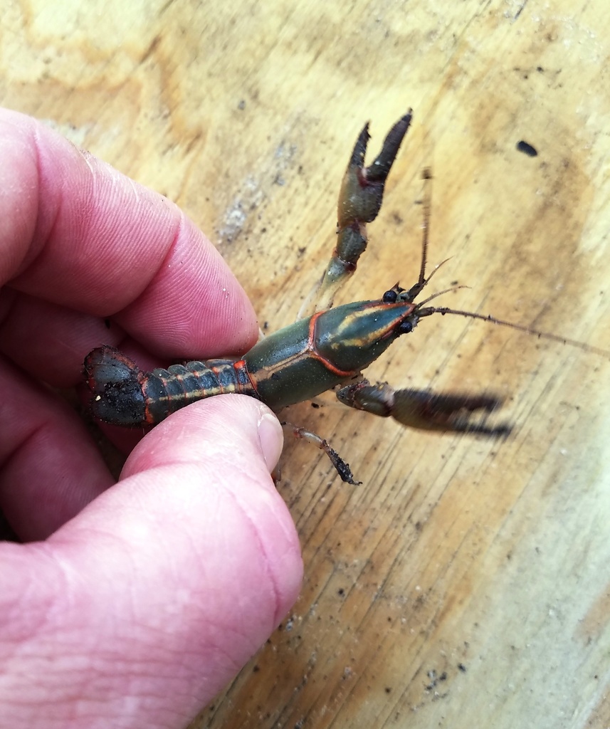 Painted Devil Crayfish from Montgomery County, TX, USA on February 28 ...