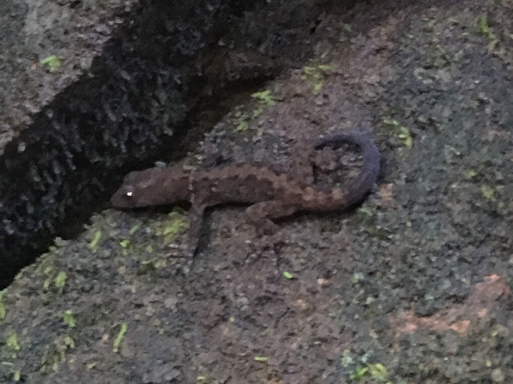 Eyespot Gecko from Tobago, , Trinidad and Tobago, TT on November 26 ...
