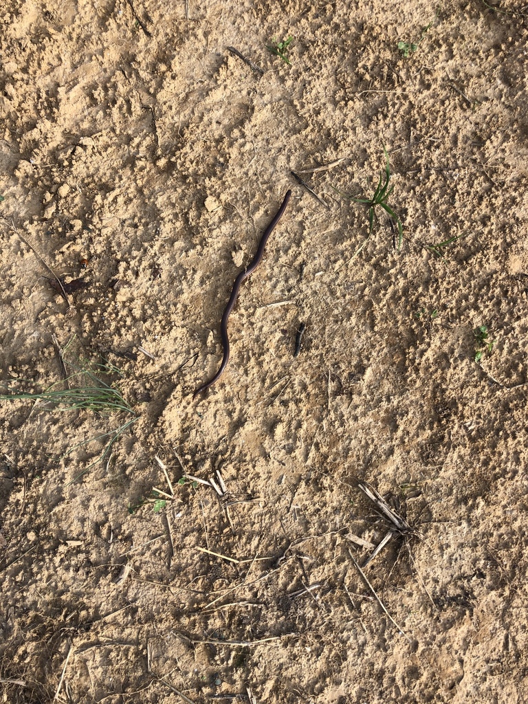 Eastern Worm Snake from Henderson, TN, US on October 22, 2020 at 04:29 ...