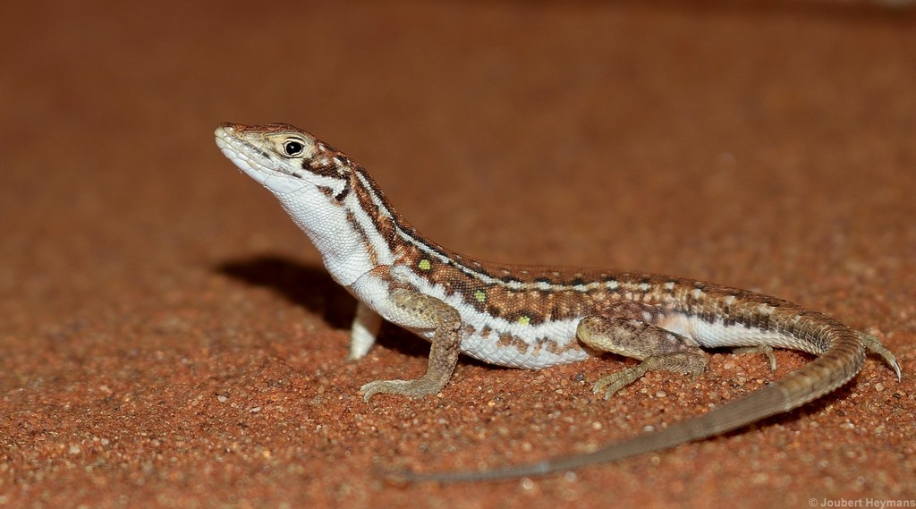 Wall Lizards (Great Guide) · iNaturalist