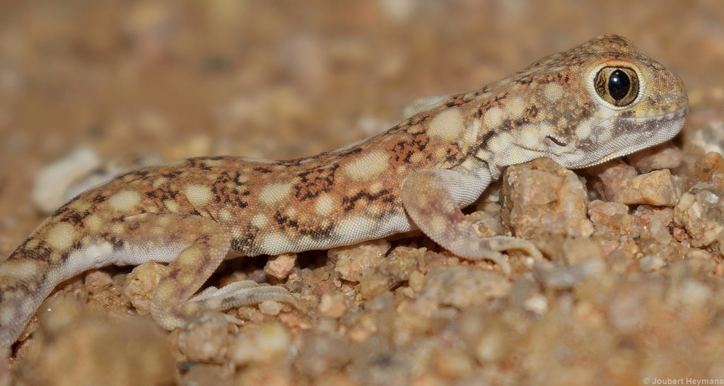 Spotted Barking Gecko from Namakwa, South Africa on February 20, 2018 ...