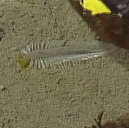 Green Bomber Worm from Davidson/Pierce Seamount on July 15, 2018 at 08: ...