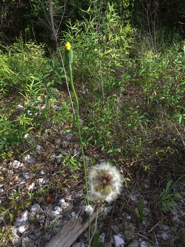 common dandelion from Leon County, FL, USA on June 06, 2021 at 06:13 PM ...