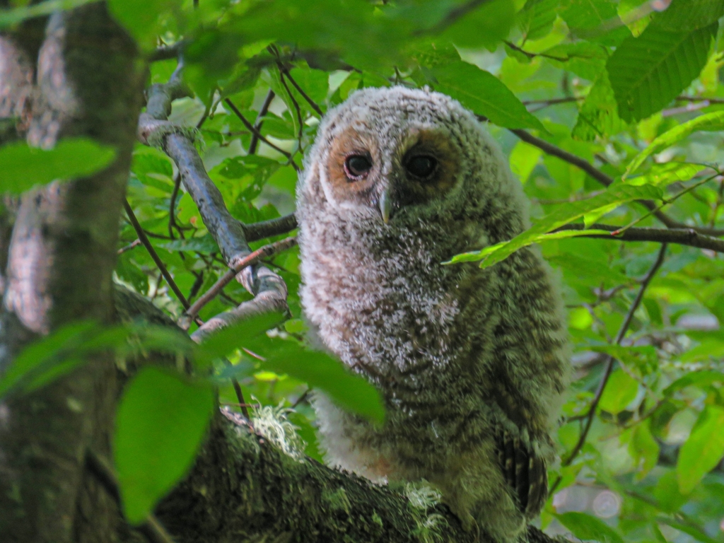 Strix rufipes rufipes from Parque Nacional Tolhuaca on January 26, 2021 ...